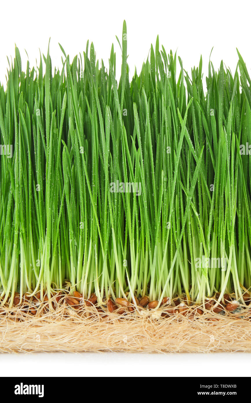 Closeup fresh sprouted wheatgrass hi-res stock photography and images ...