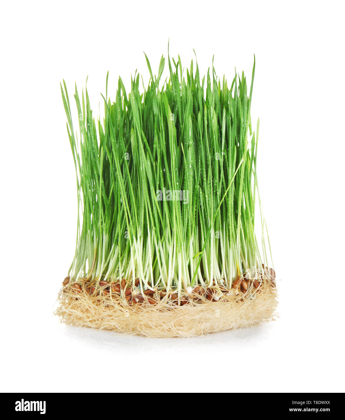 Sprouted wheat grass on white background Stock Photo - Alamy