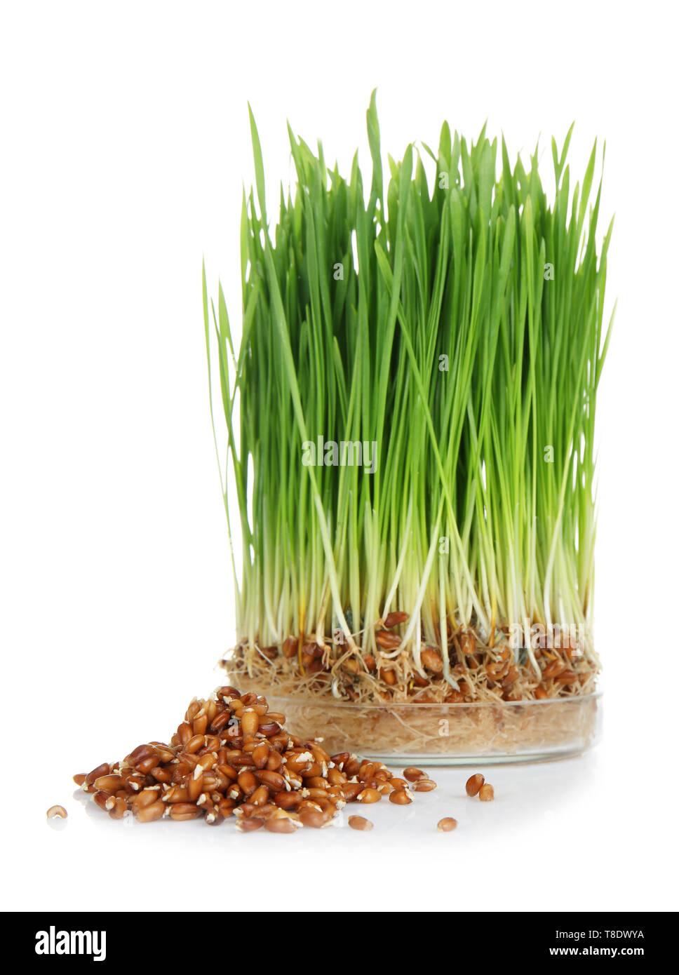 Sprouted wheat grass and seeds on white background Stock Photo - Alamy