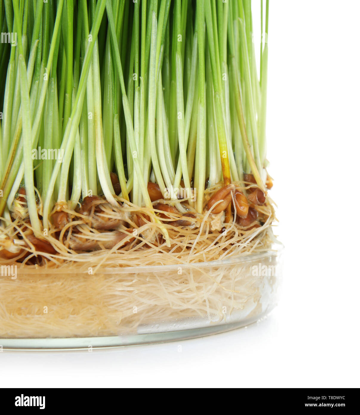 Sprouted wheat grass on white background, closeup Stock Photo - Alamy