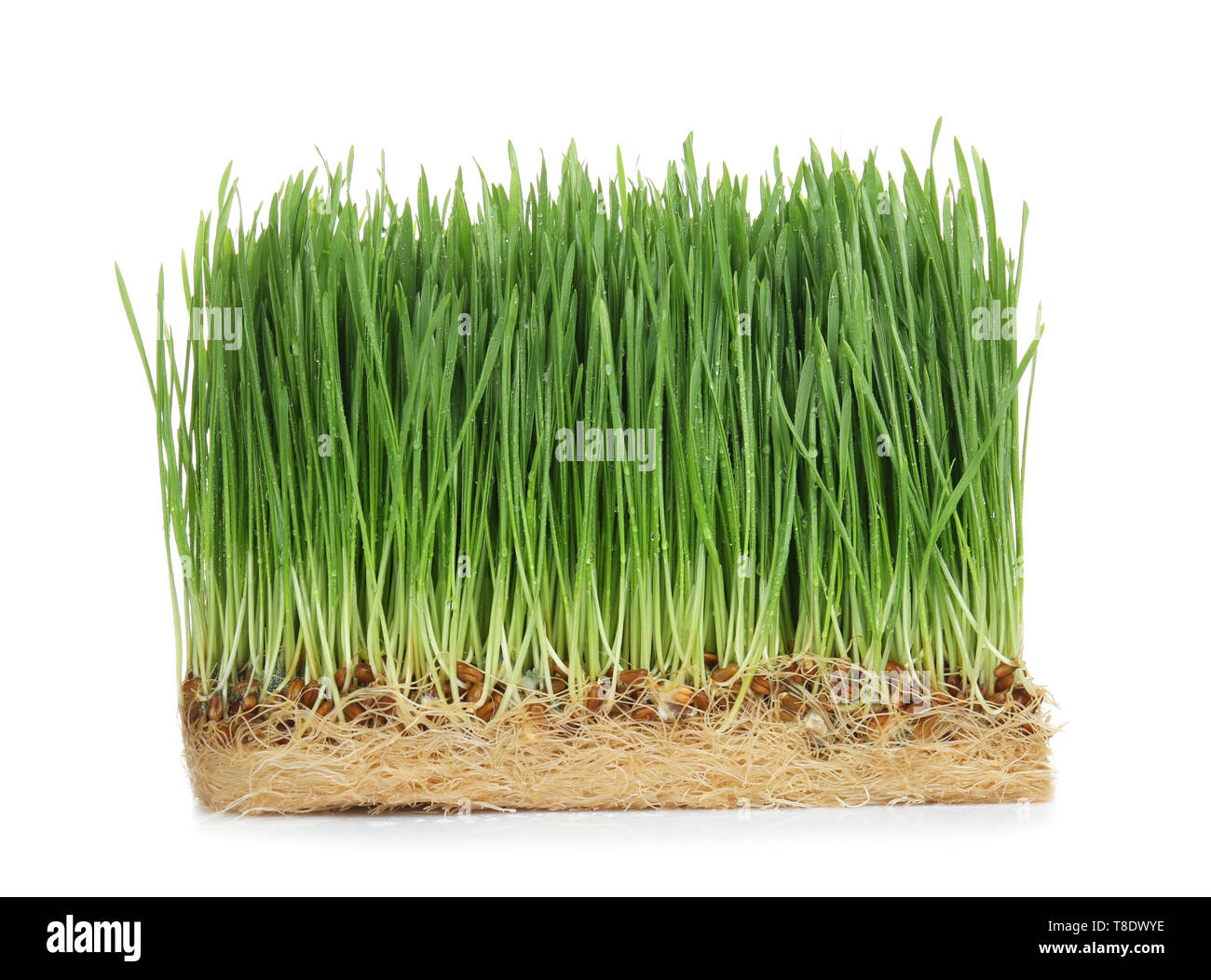 Sprouted wheat grass on white background Stock Photo - Alamy