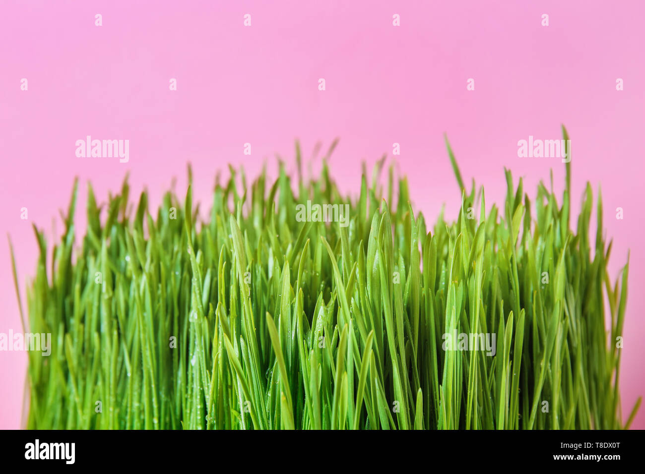 Closeup fresh sprouted wheatgrass hi-res stock photography and images ...