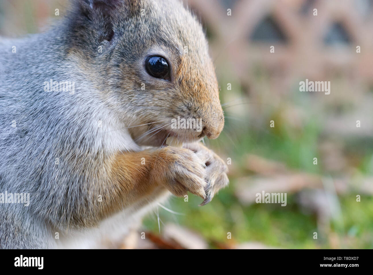 Sciurus vulgaris and peanut hi-res stock photography and images - Alamy