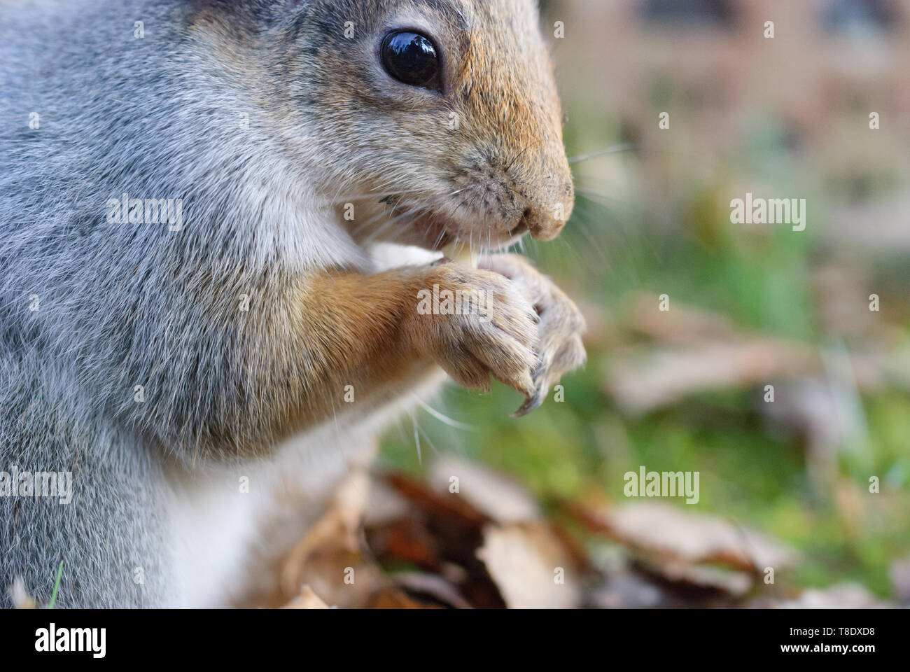 Squirrel eating peanut Stock Photo - Alamy
