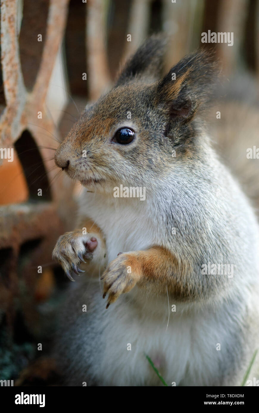 Close up beautiful red squirrel hi-res stock photography and images - Alamy