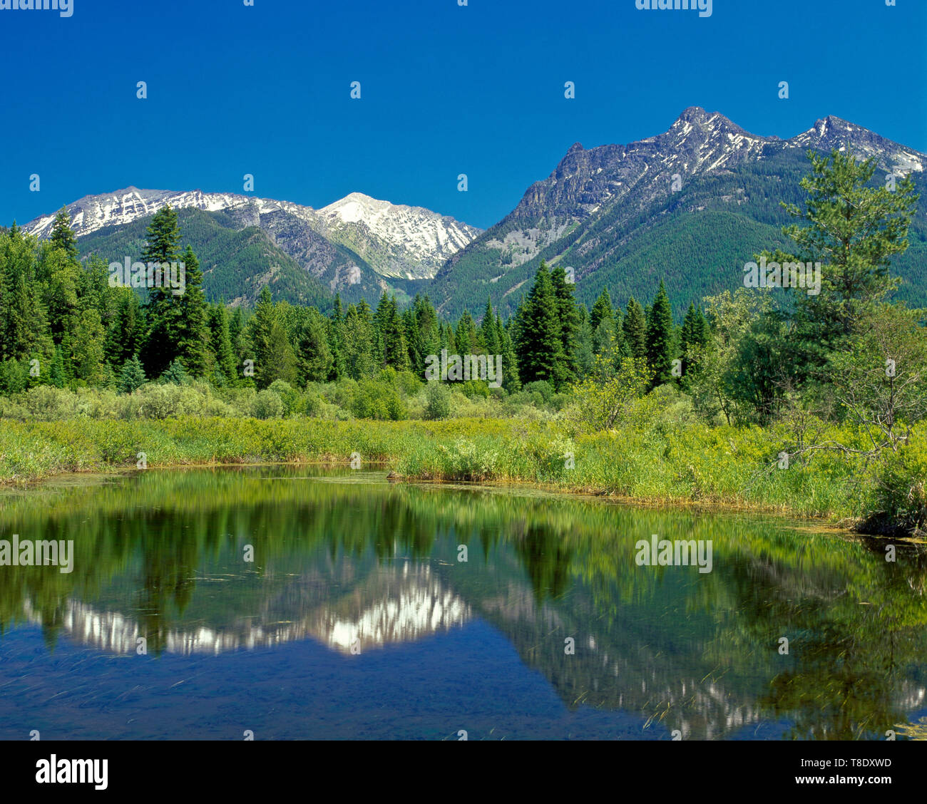 wetland in the bull river valley below the cabinet mountains near troy ...