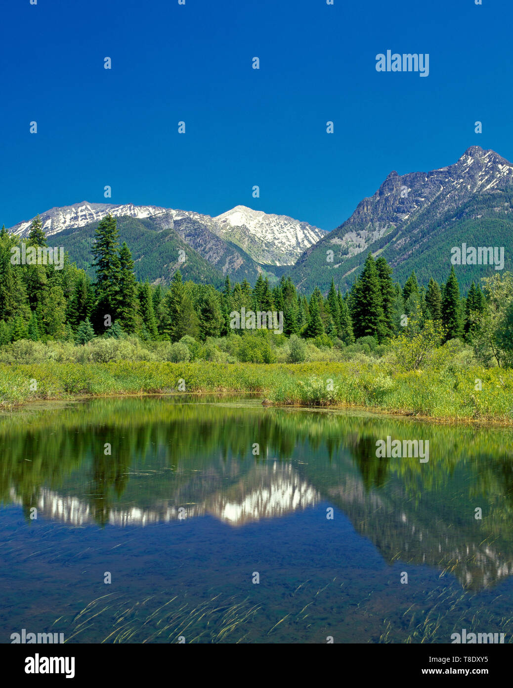 wetland in the bull river valley below the cabinet mountains near troy ...