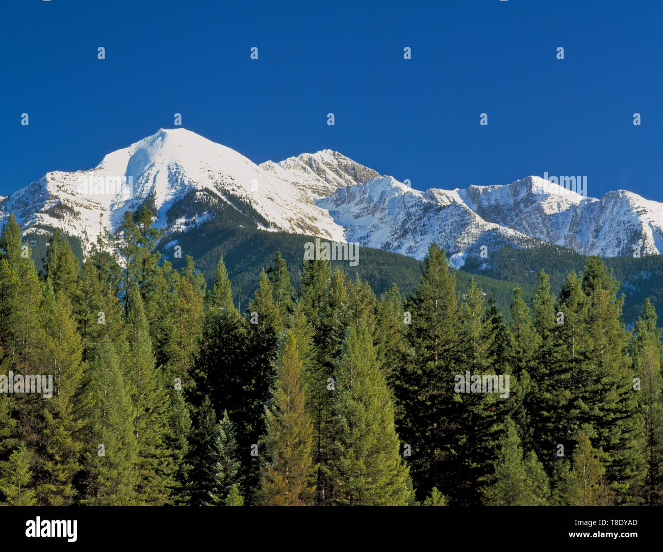 snow-capped peaks of the swan range near condon, montana Stock Photo ...