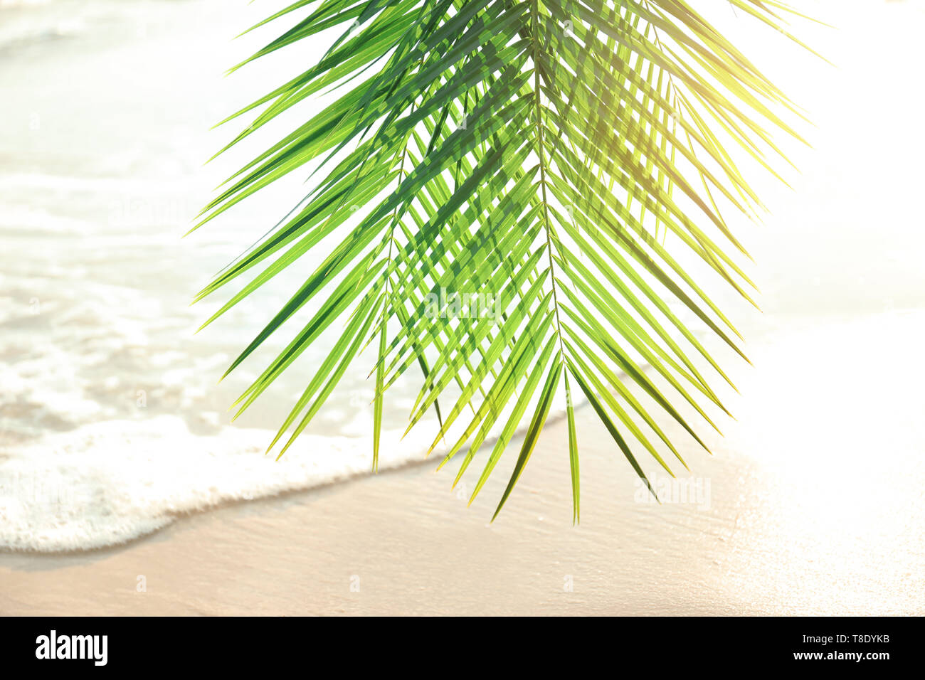 Palm leaves at tropical beach Stock Photo - Alamy