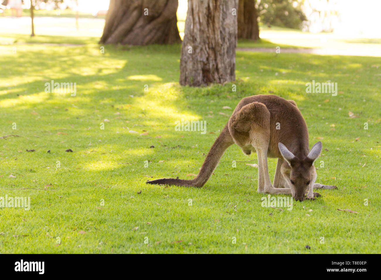 Small kangaroo on grass,Perth,Western Australia,Australia Stock Photo ...