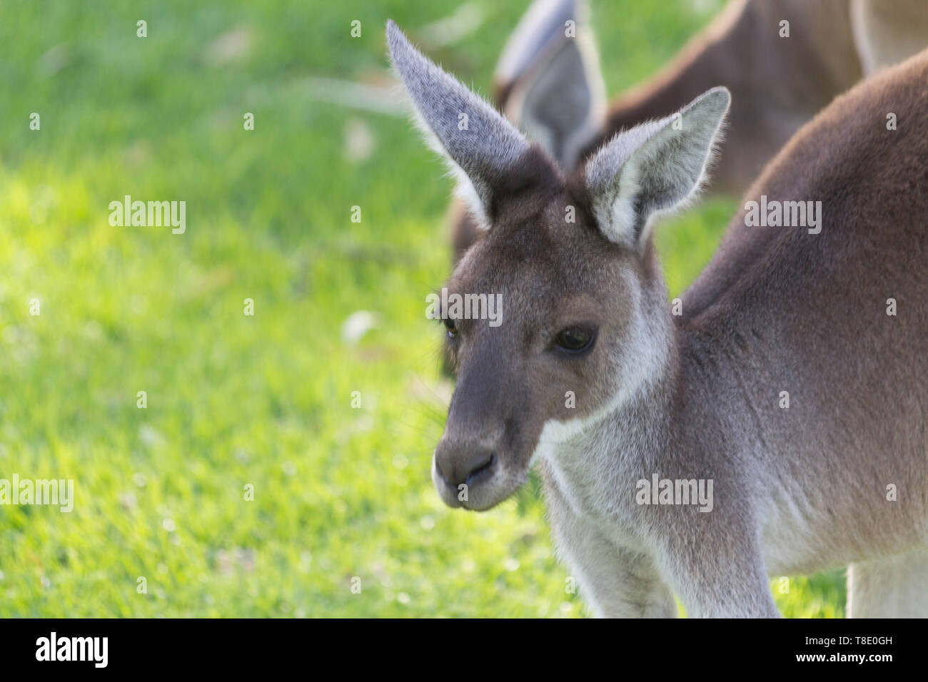 Two little kangaroos on grass, Perth,Western Australia,Australia Stock ...