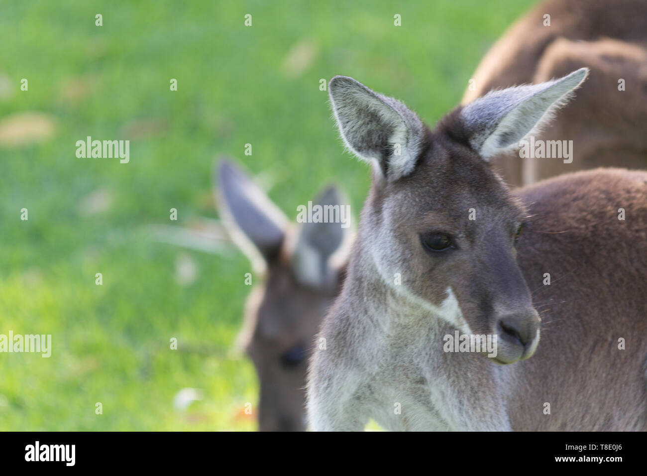 Two little kangaroos on grass, Perth,Western Australia,Australia Stock ...