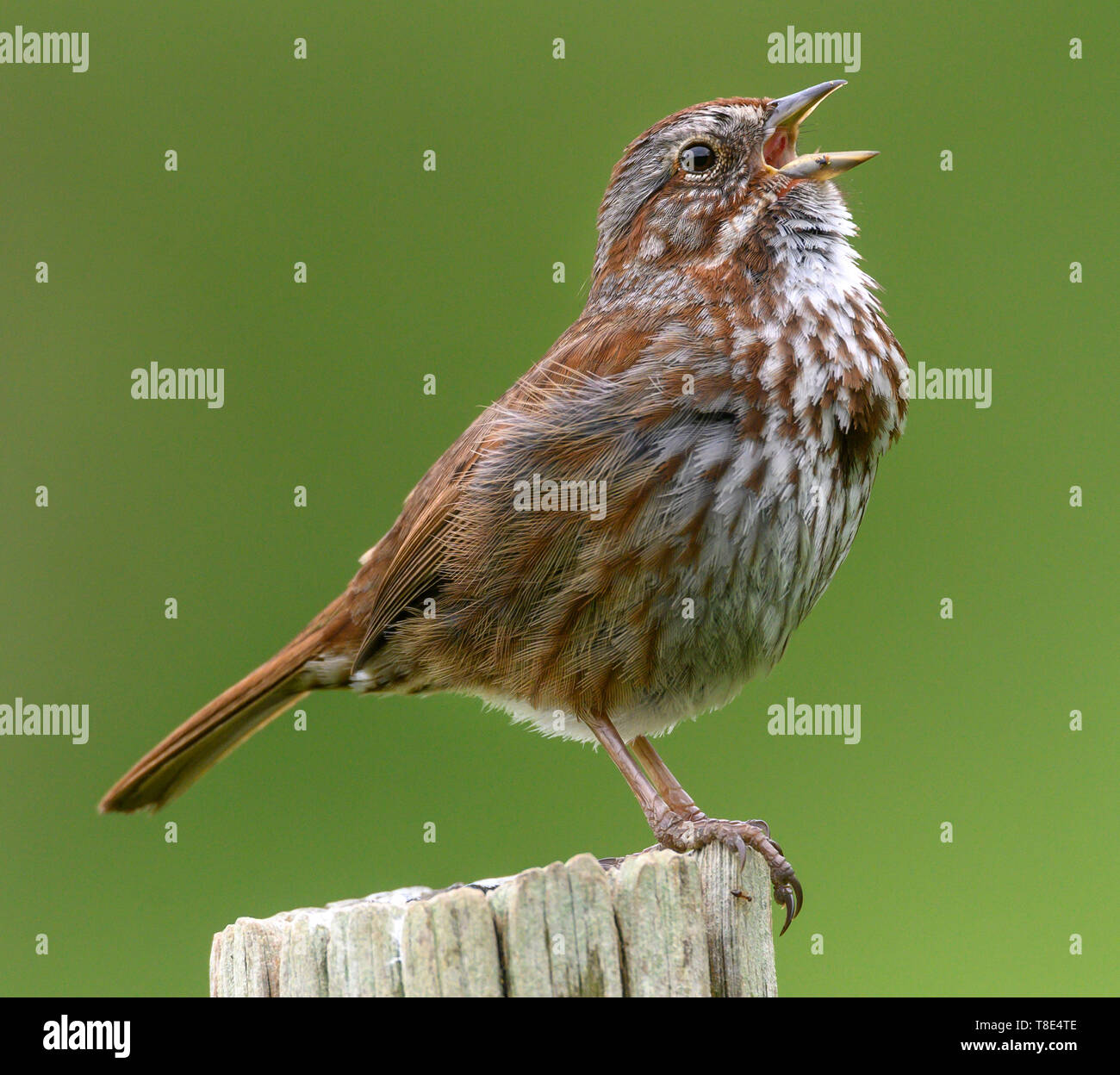 May 12, 2019 - Elkton, OREGON, U.S - A song sparrow belts out a song ...