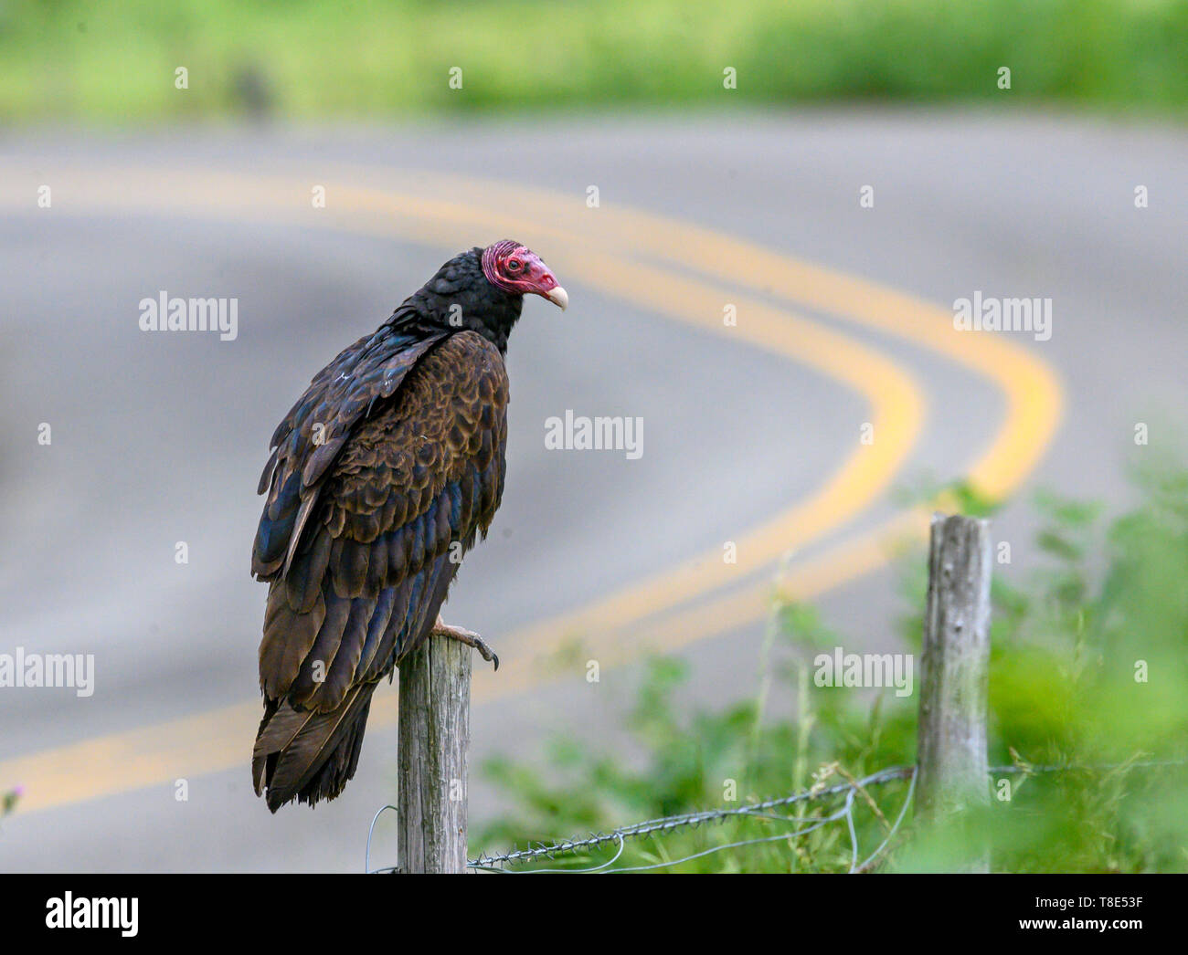 Carnivorous birds hi-res stock photography and images - Alamy