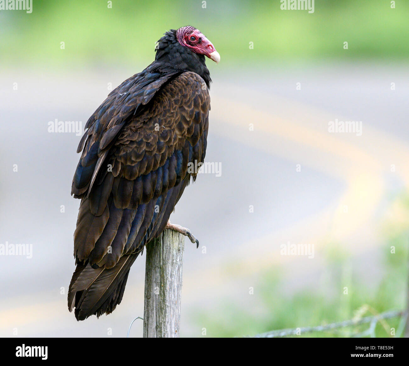 Carnivorous birds hi-res stock photography and images - Alamy
