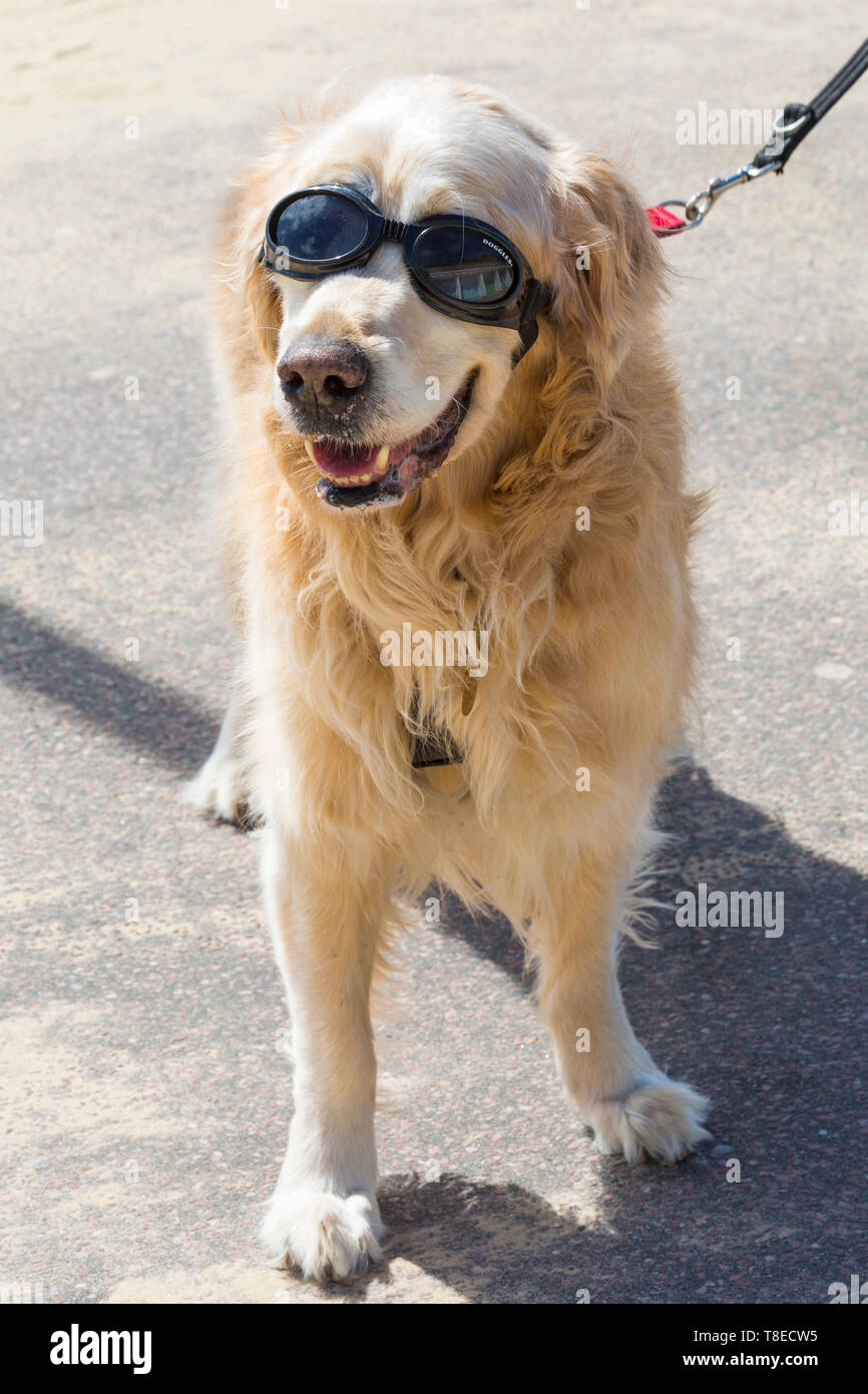 Golden retriever dog wearing doggles hi-res stock photography and ...