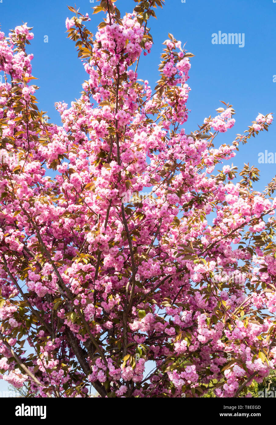 Pink Cherry blossom of the Prunus 'Kanzan' against a blue sky April ...