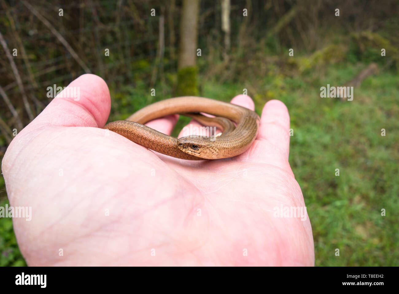 Blind worm hi-res stock photography and images - Alamy