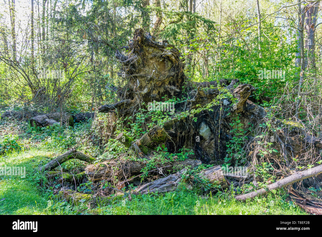 Upended tree hi-res stock photography and images - Alamy