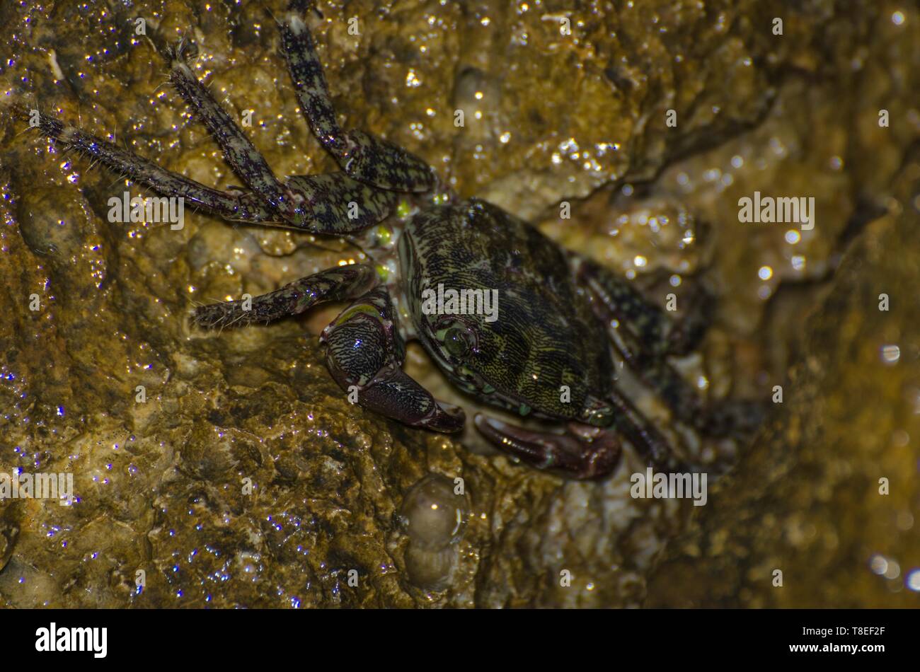Mediterranean crab specimen on rocks Stock Photo - Alamy
