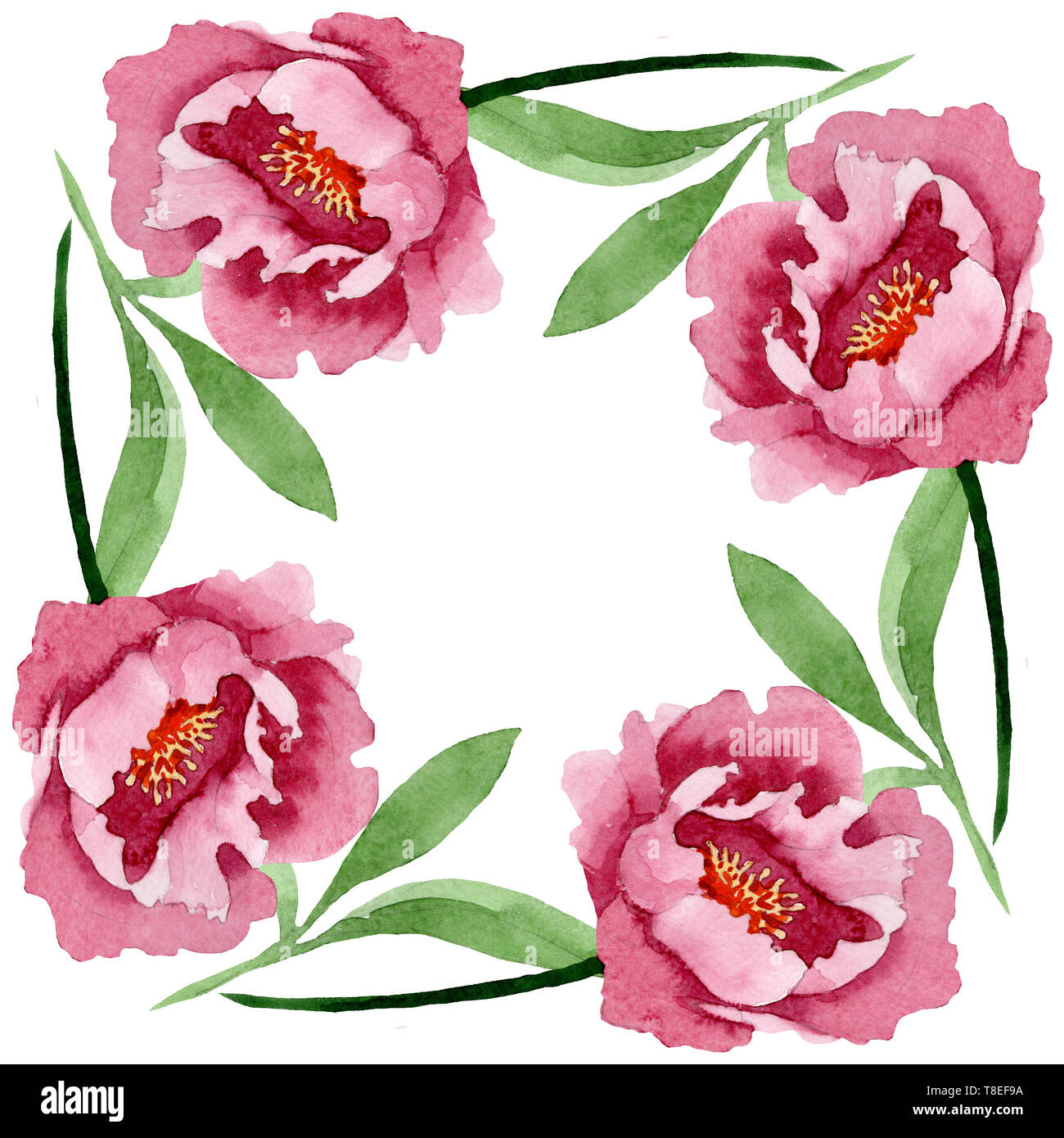 Dark red peony floral botanical flowers. Watercolor background ...