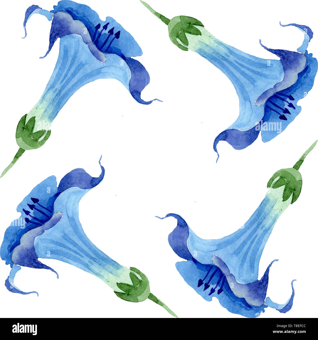Blue brugmansia floral botanical flowers. Watercolor background ...