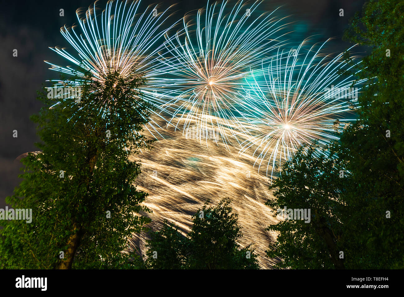Colorful fireworks like the three blue fire flower behind green trees ...