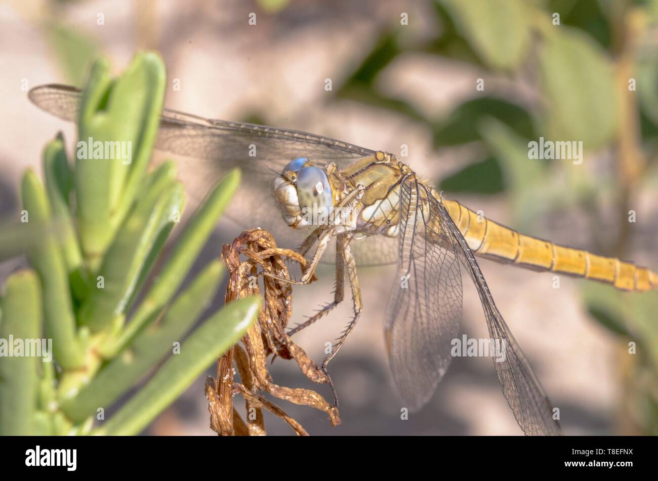 Specimen of yellow dragonfly in the foreground above a plant Stock ...