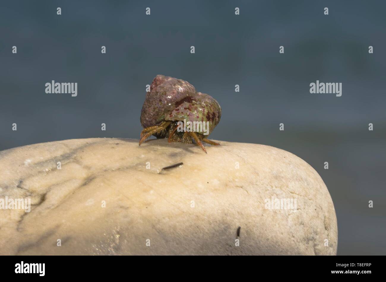 Hermit crab specimen above a stone Stock Photo - Alamy