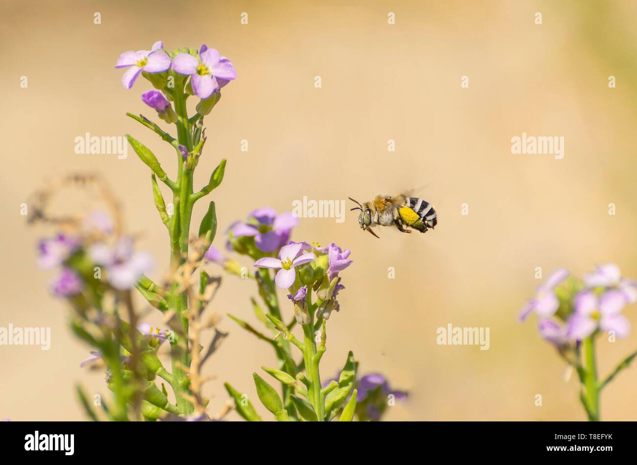 Bee flying over flowers for pollination Stock Photo - Alamy