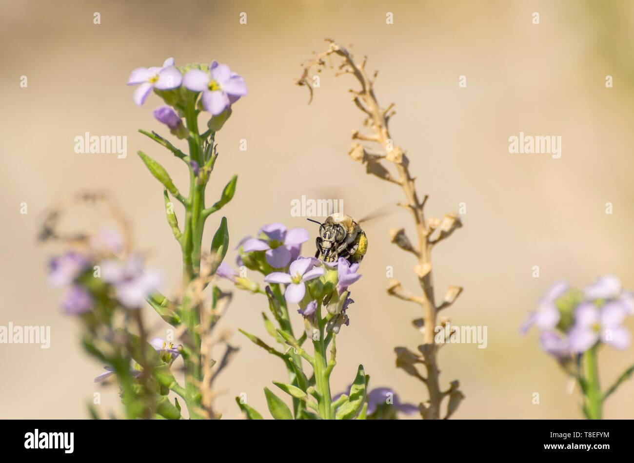 Bee flying over flowers for pollination Stock Photo - Alamy