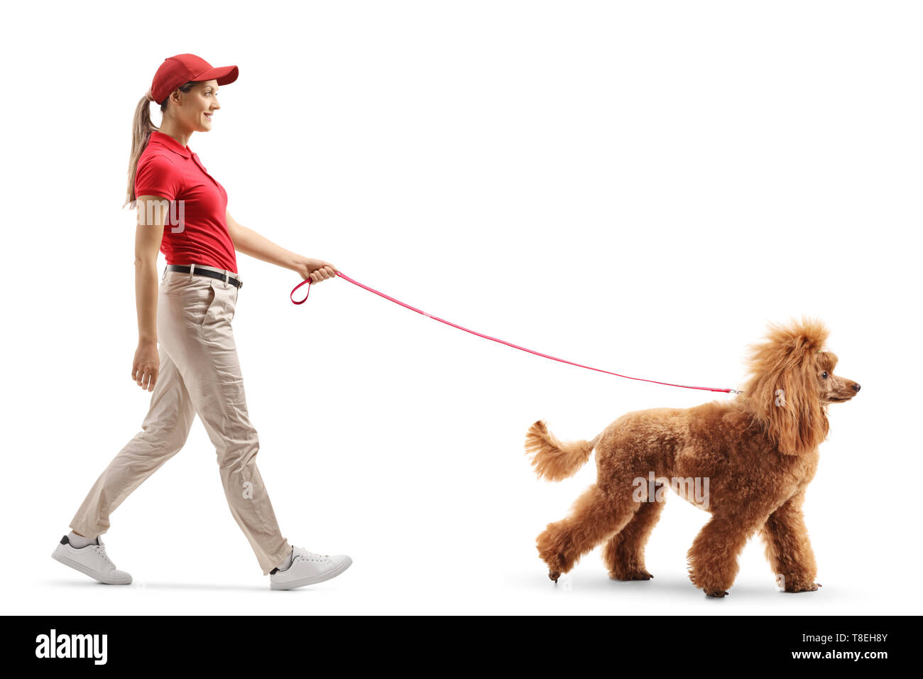 Full length profile shot of a female dog walker walking a red poodle ...