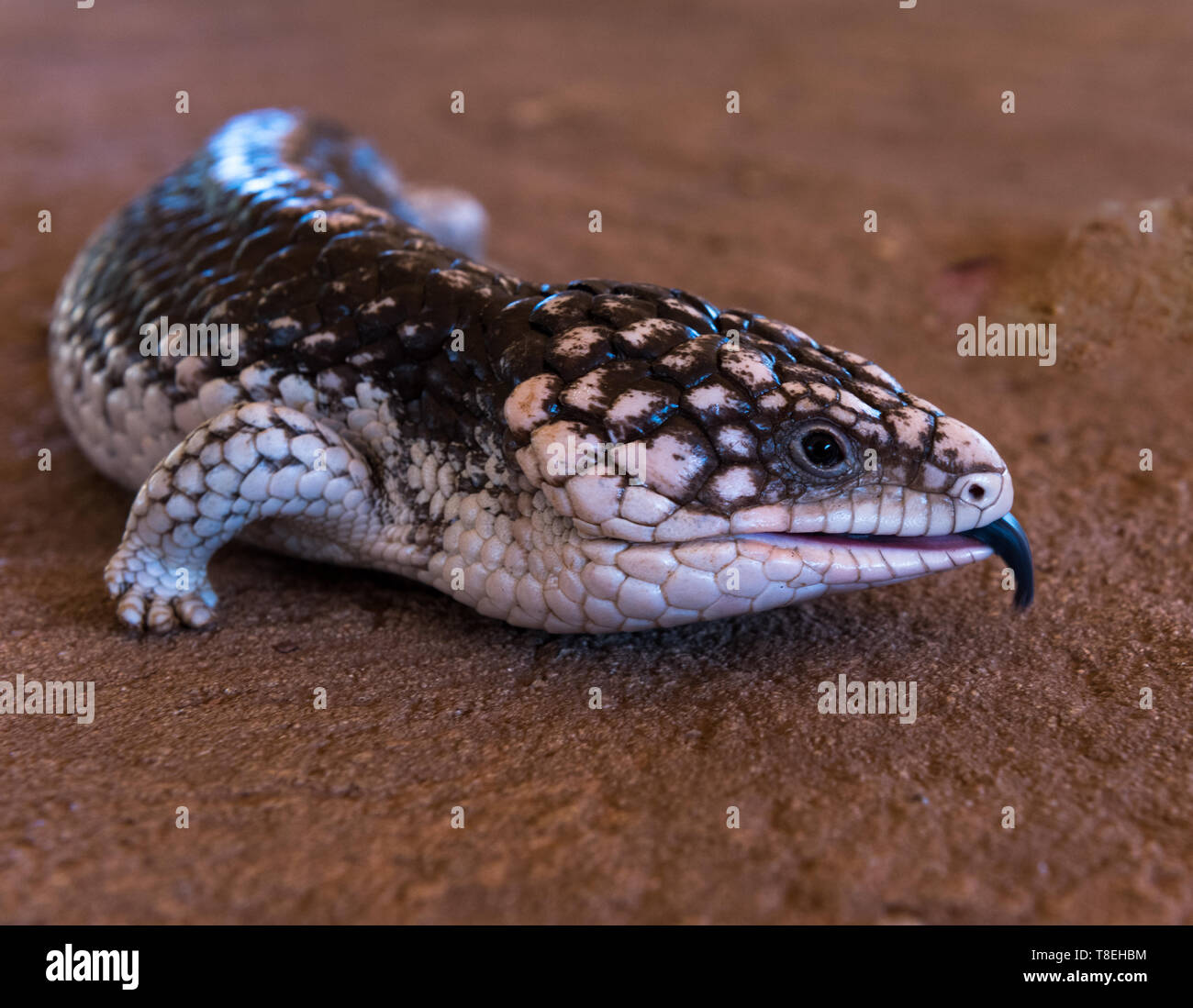 A reptile known as "Shingleback Lizard" crawls along a rock surface ...