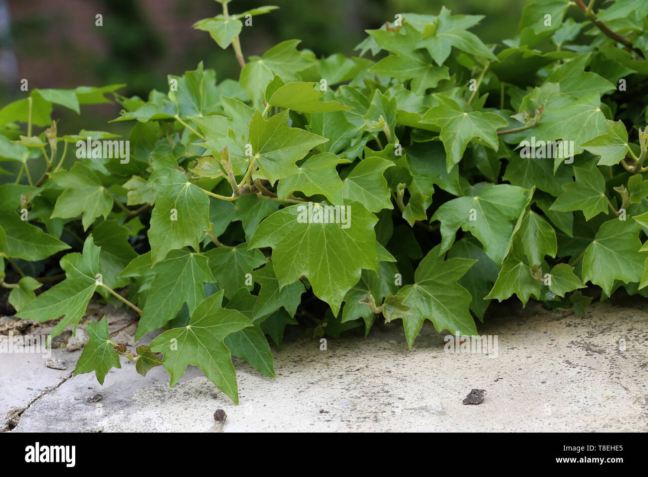 Ivy. Creeping shrubs clinging to their adventitious roots of the walls ...