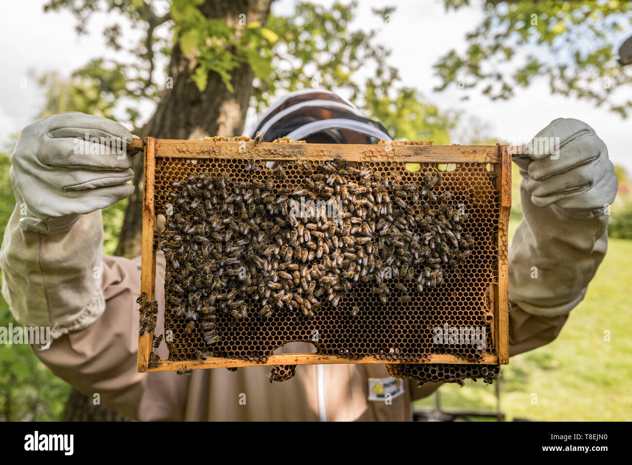 A frame of bees hi-res stock photography and images - Alamy