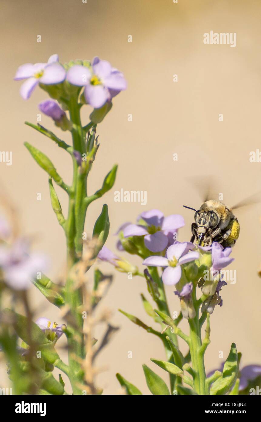 Bee flying over flowers for pollination Stock Photo - Alamy