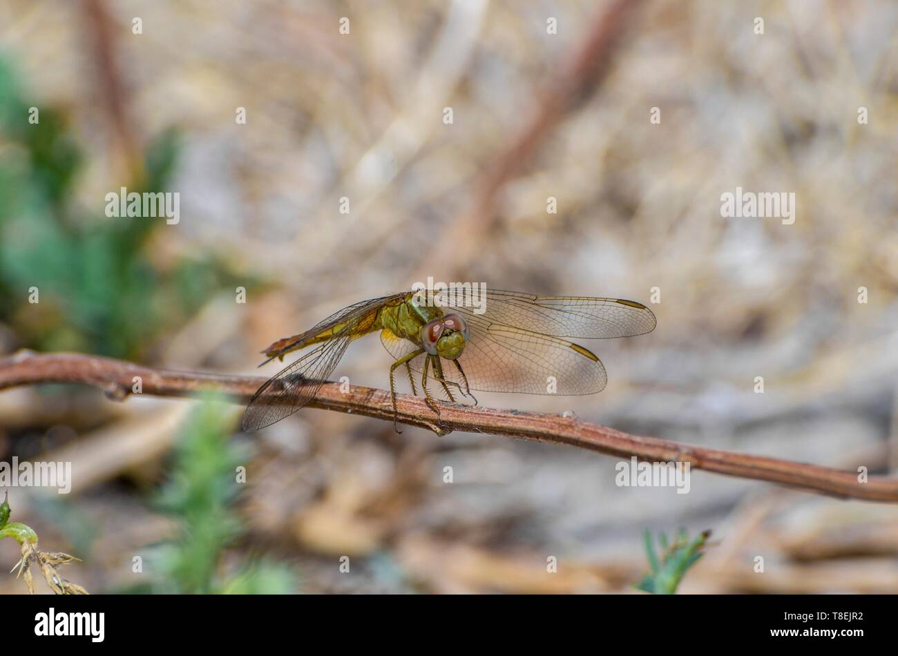 Specimen of green dragonfly in the foreground above a plant Stock Photo ...