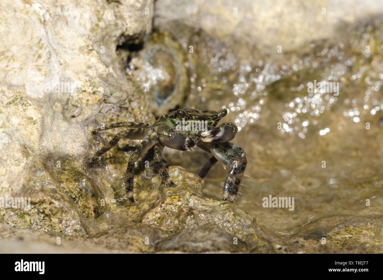 Mediterranean crab specimen on rocks Stock Photo - Alamy