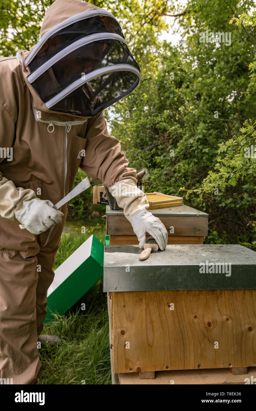 Bee keeper at work Stock Photo - Alamy