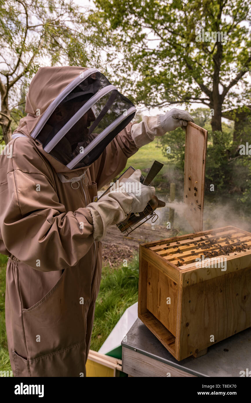 Bee Keeper opening hives Stock Photo - Alamy