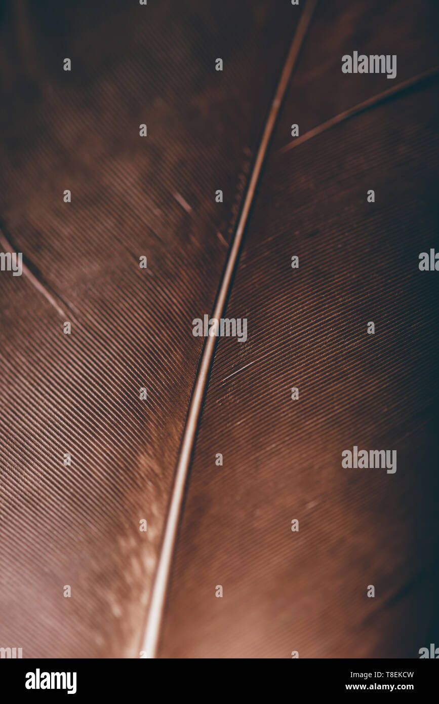 Eagle feather structure hi-res stock photography and images - Alamy