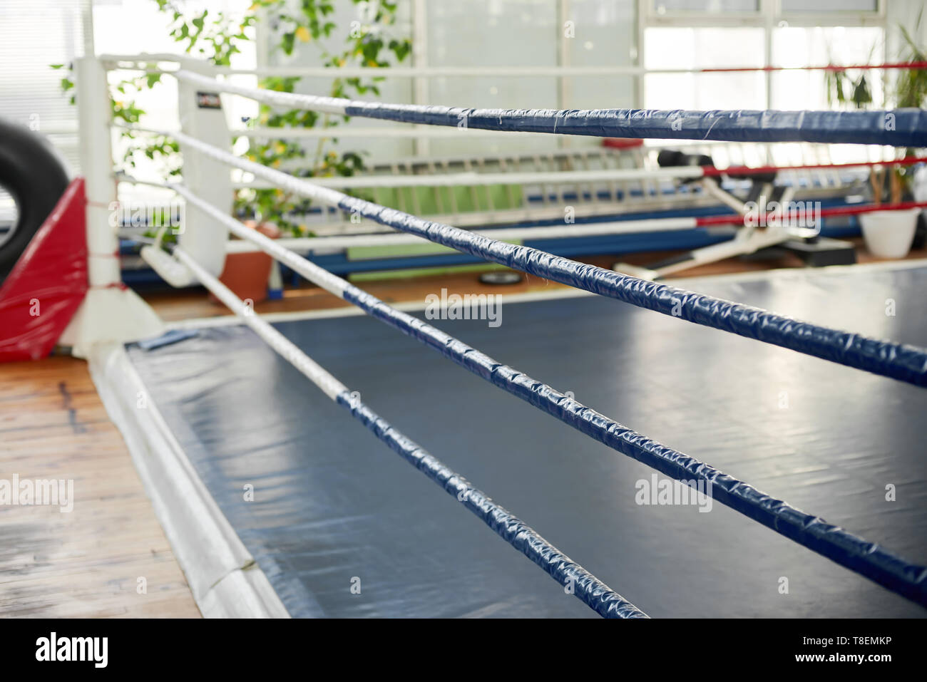 Interior of boxing hall. Boxing ring in fitness club. Competitive sport ...