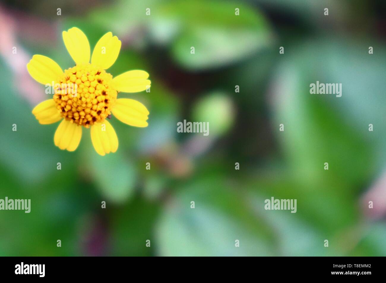 Pink tropical wildflowers hi-res stock photography and images - Alamy