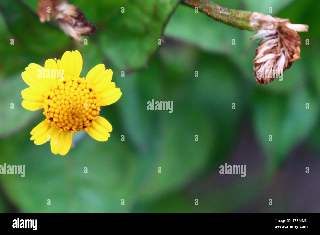 Pink tropical wildflowers hi-res stock photography and images - Alamy