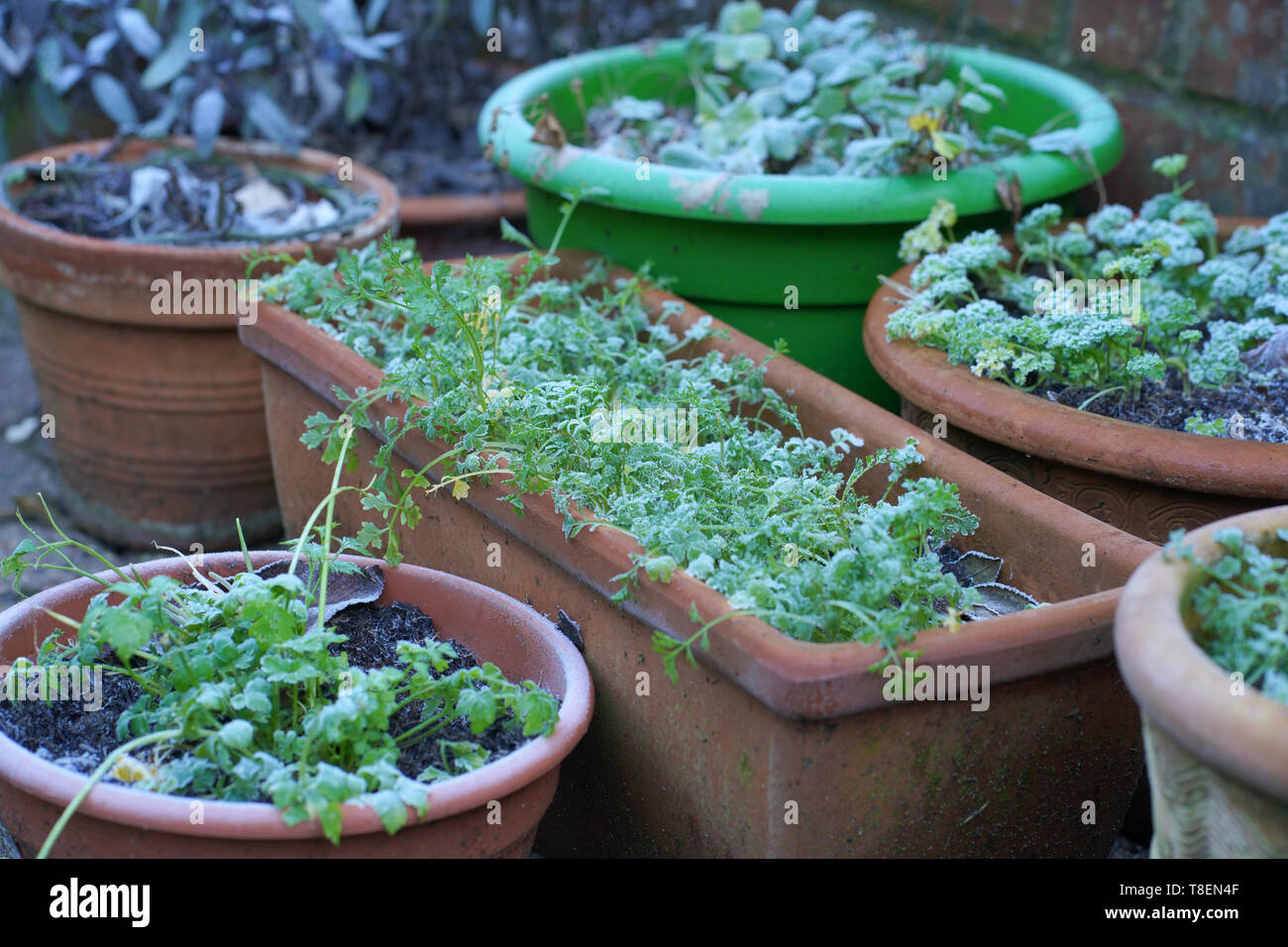 Frozen herbs in pots Stock Photo - Alamy