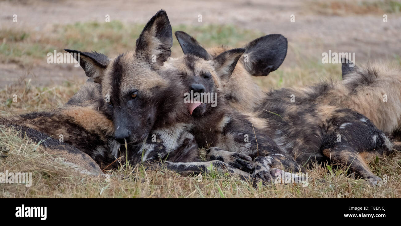 Rare sighting of pack of African wild dogs, photographed at Sabi Sands ...