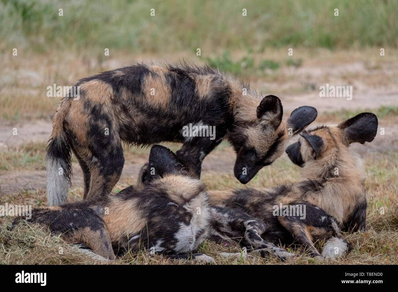 Rare sighting of pack of African wild dogs, photographed at Sabi Sands ...