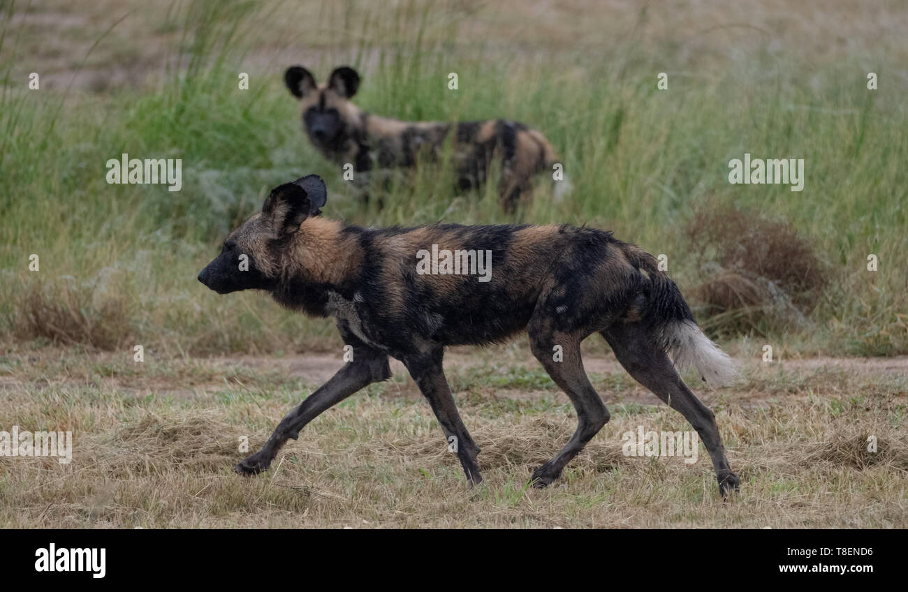 Rare sighting of pack of African wild dogs, photographed at Sabi Sands ...