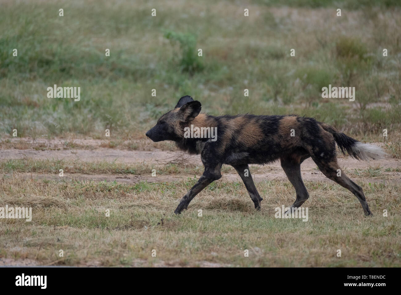 Rare African wild dog, part of a larger pack, photographed at Arathusa ...