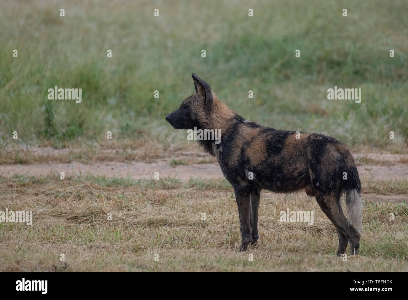 Rare African wild dog, part of a larger pack, photographed at Arathusa ...